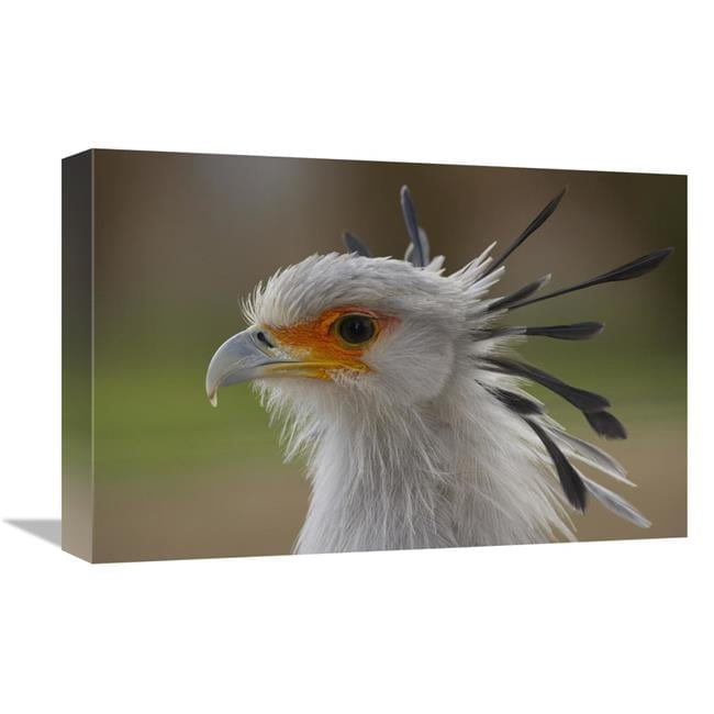 Global Gallery Secretary Bird Portrait - Native to Africa Art Print ...