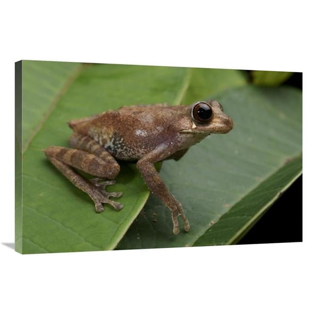 Global Gallery Shrub Frog - Sarawak - Borneo - Malaysia Art Print ...