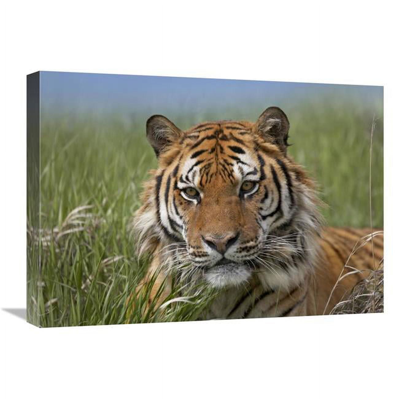 Global Gallery Siberian Tiger Portrait - Endangered - Native to Siberia ...