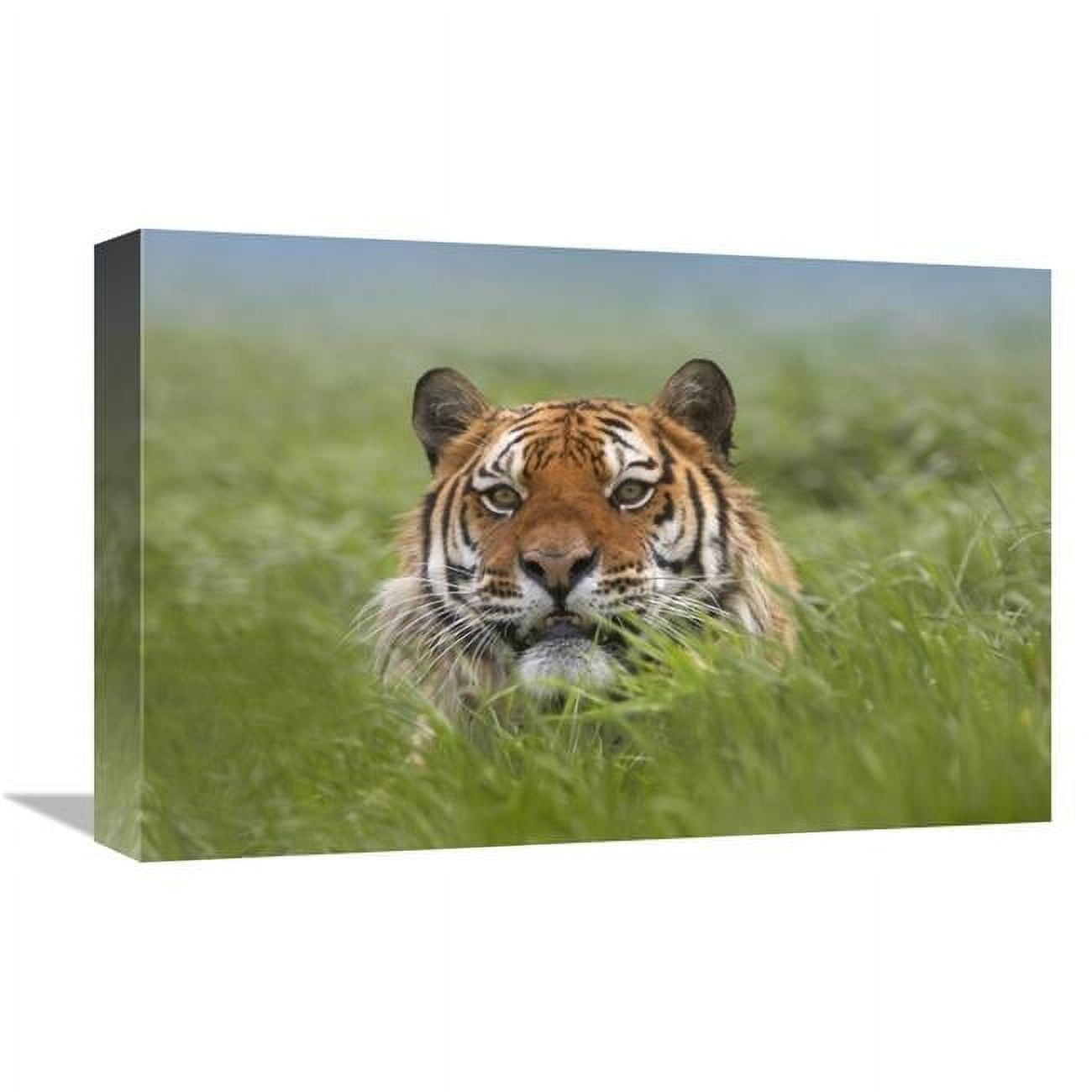 Global Gallery Siberian Tiger Snarling - Native to Russia Art Print ...