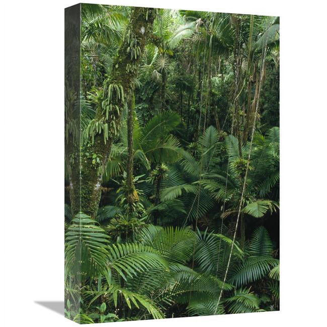 Global Gallery Sierra Palm Trees in Tropical Rainforest - El Yunque ...