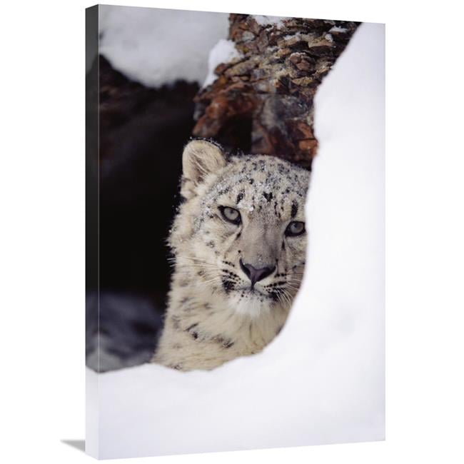 Global Gallery Snow Leopard Adult - Looking Out From Behind A Snowbank ...