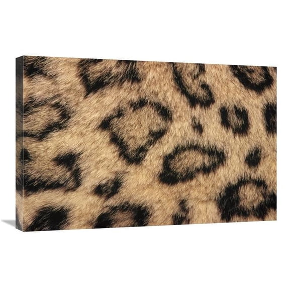 Global Gallery Snow Leopard Skin Showing Spotted Pattern - Native to ...