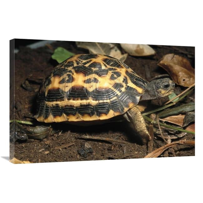 Global Gallery Spider Tortoise Critically Endangered Species Native to ...