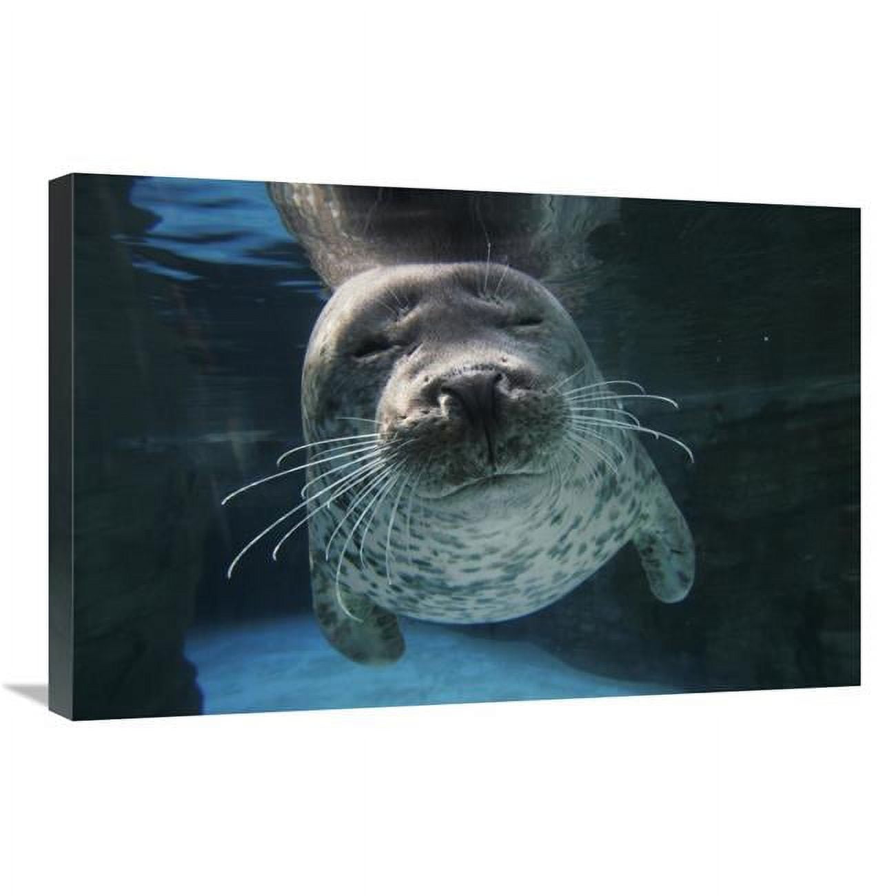 Global Gallery Spotted Seal - Japan Art Print - Hiroya Minakuchi - 20in ...
