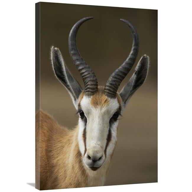 Global Gallery Springbok Portrait - Native to Africa Art Print - San ...