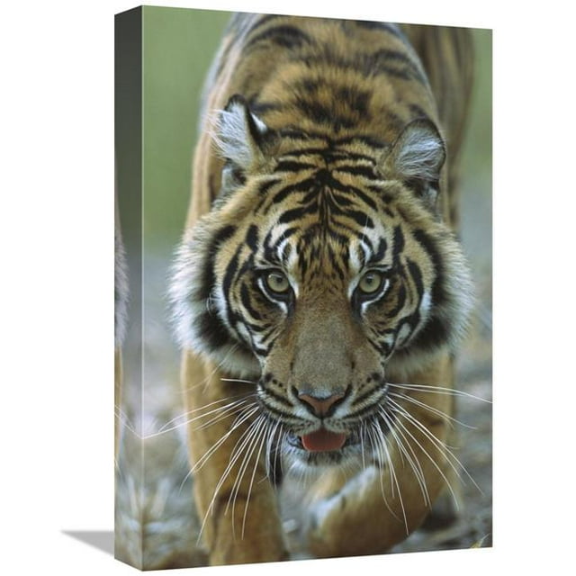 Global Gallery Sumatran Tiger Close-Up Portrait of Female - Endemic to ...