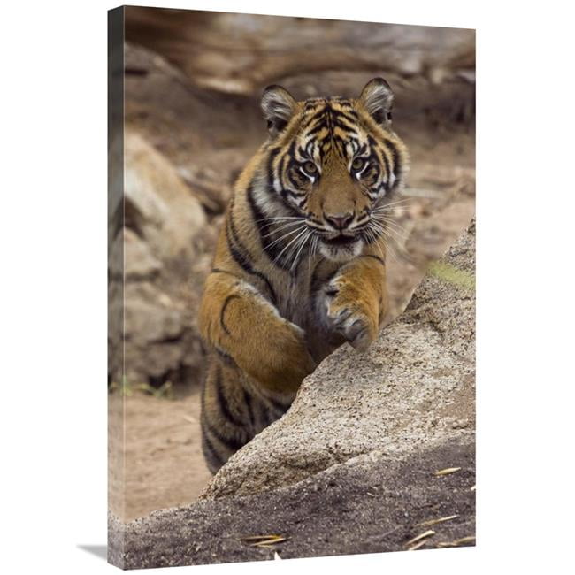 Global Gallery Sumatran Tiger Cub Jumping Onto Rock - Native to Sumatra ...