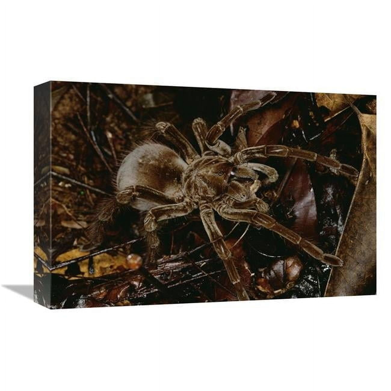 Global Gallery Tarantula Portrait - Rio Momon - Peru Art Print - Mark ...