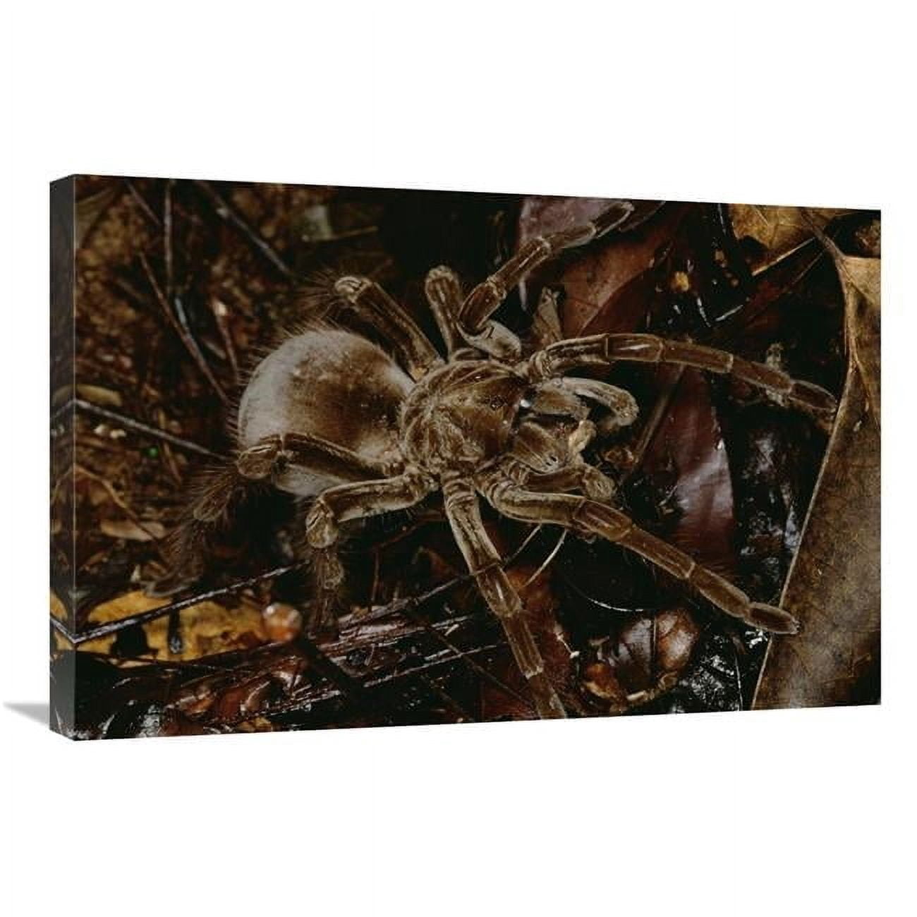 Global Gallery Tarantula Portrait - Rio Momon - Peru Art Print ...
