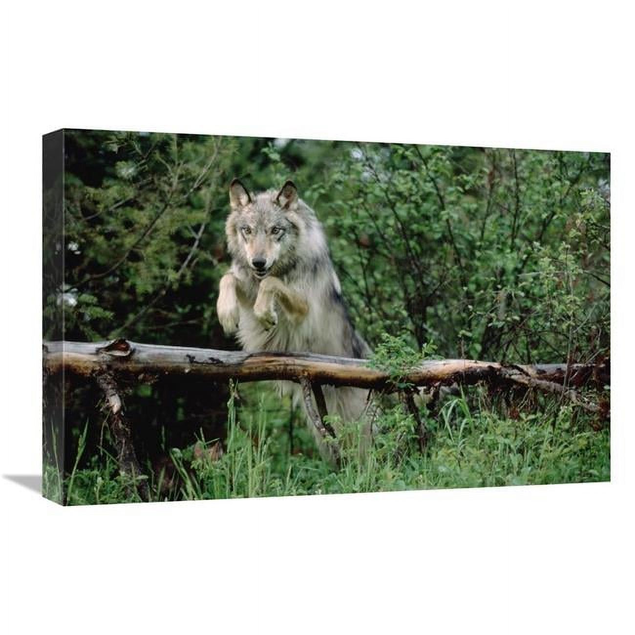 Global Gallery Timber Wolf Leaping Over Fallen Log - North America Art ...