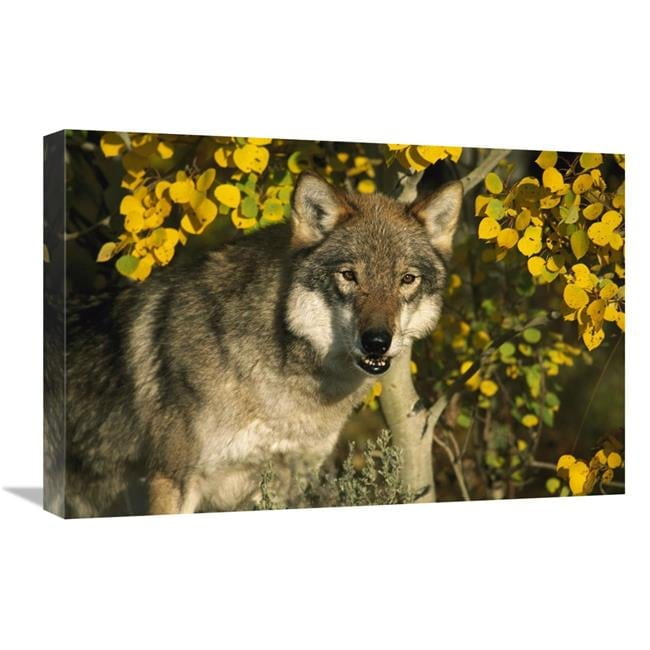 Global Gallery Timber Wolf Portrait Among Aspen Leaves - Teton Valley ...