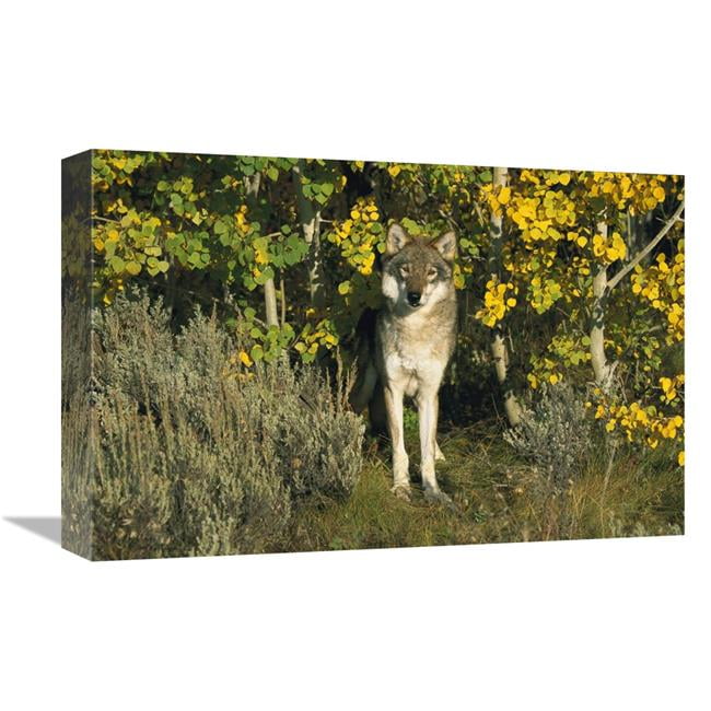 Global Gallery Timber Wolf Portrait Among Aspen Trees - Teton Valley ...