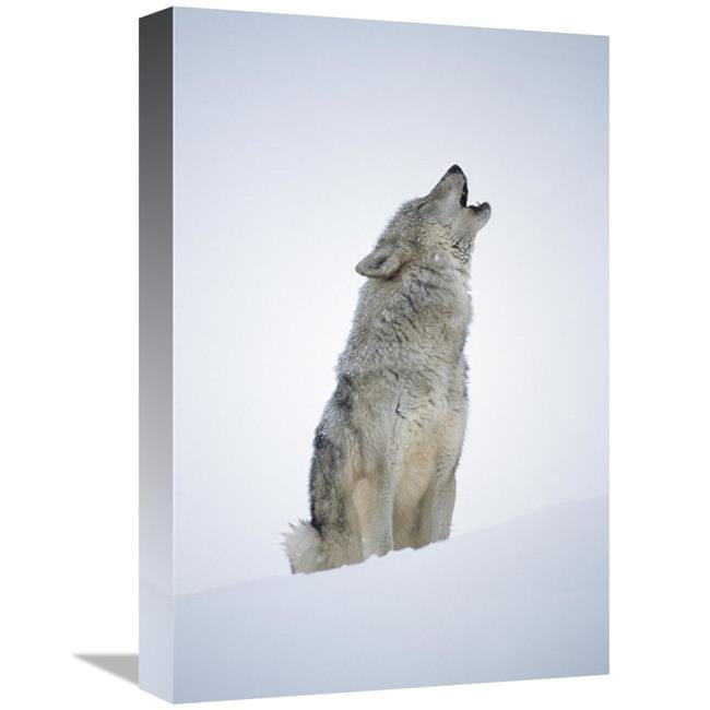 Global Gallery Timber Wolf Portrait - Howling in Snow - North America ...