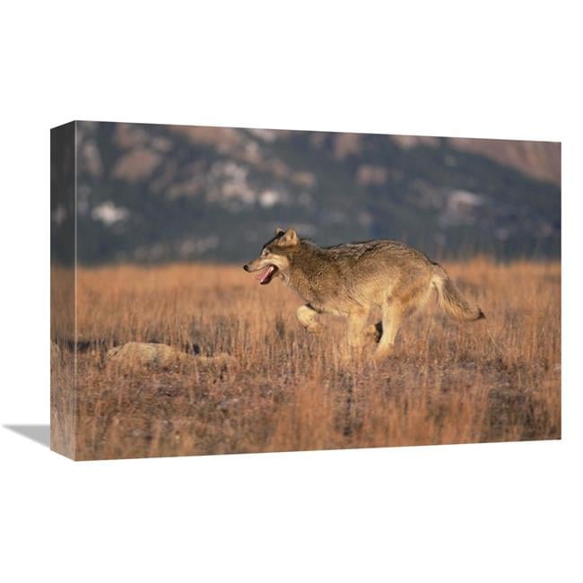 Global Gallery Timber Wolf Running Through Dry Grass - Colorado Art ...