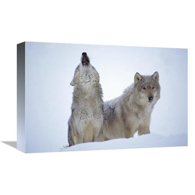 Global Gallery Timber Wolves Close-Up Portrait of Pair Howling in Snow ...