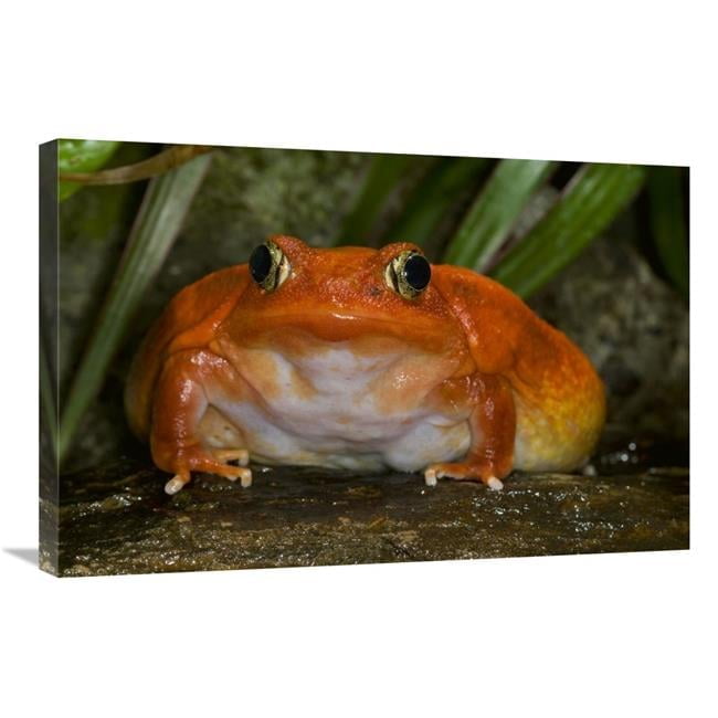 Global Gallery Tomato Frog Very Rare in Nature & Native to Madagascar ...