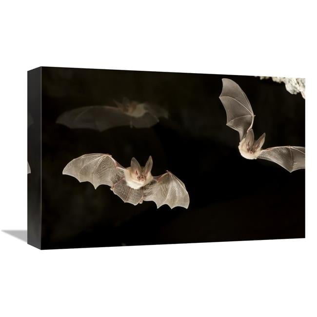 Global Gallery Townsends Big-Eared Bats - Derrick Cave Complex ...