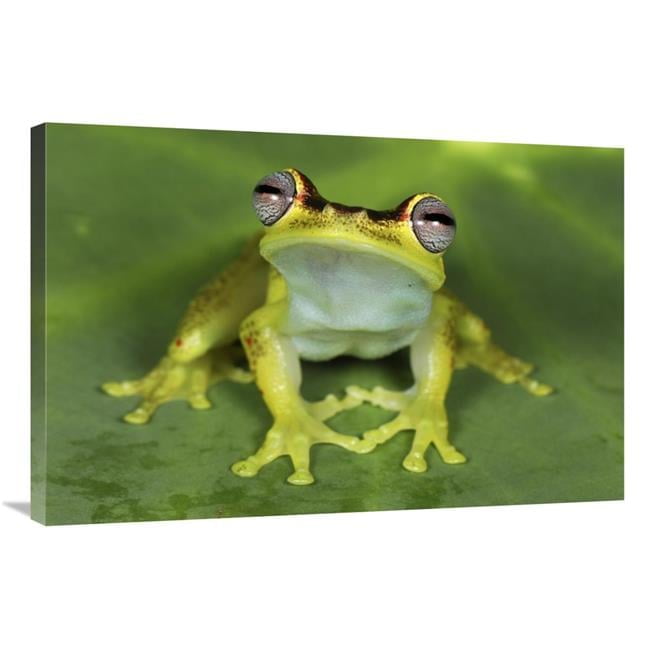 Global Gallery Treefrog At Night - Colombia Art Print - Thomas Marent ...