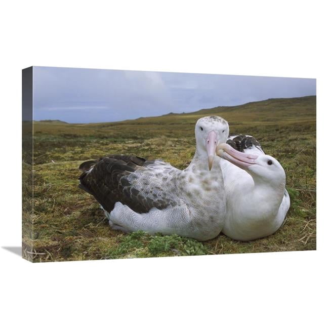 Global Gallery Tristan Wandering Albatross Male Nibbling Females Bill ...