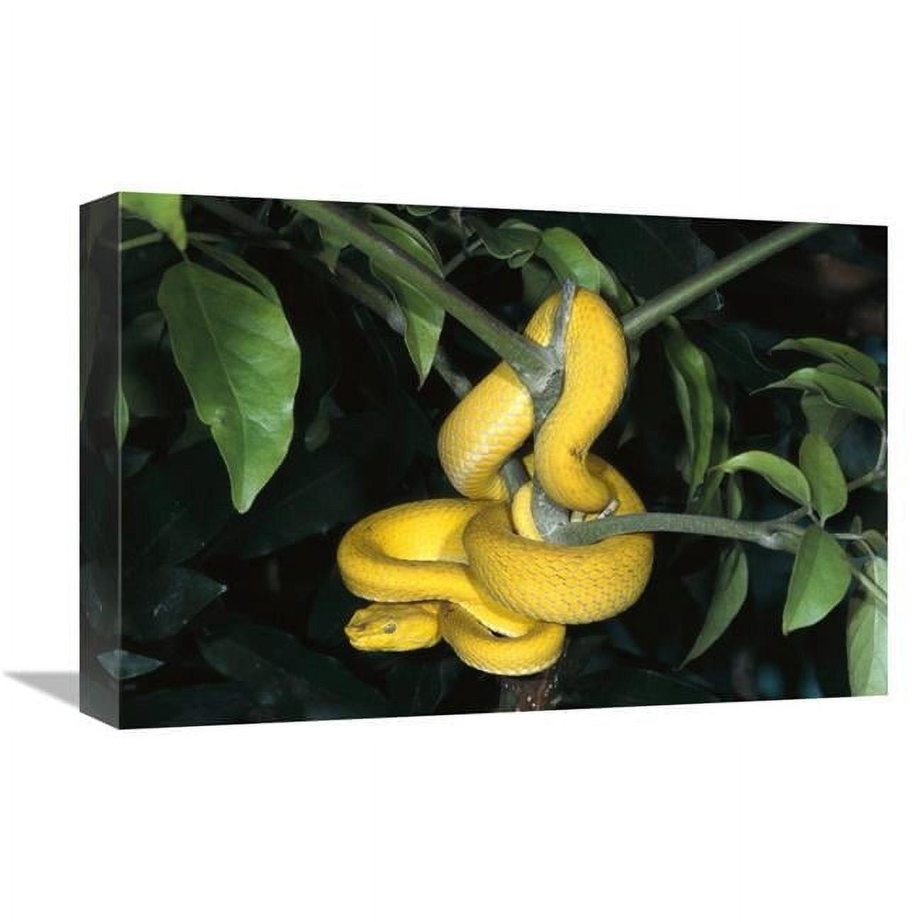 Global Gallery Vemonous Mcgregors Pit VIper Coiled in Tree - Native to ...