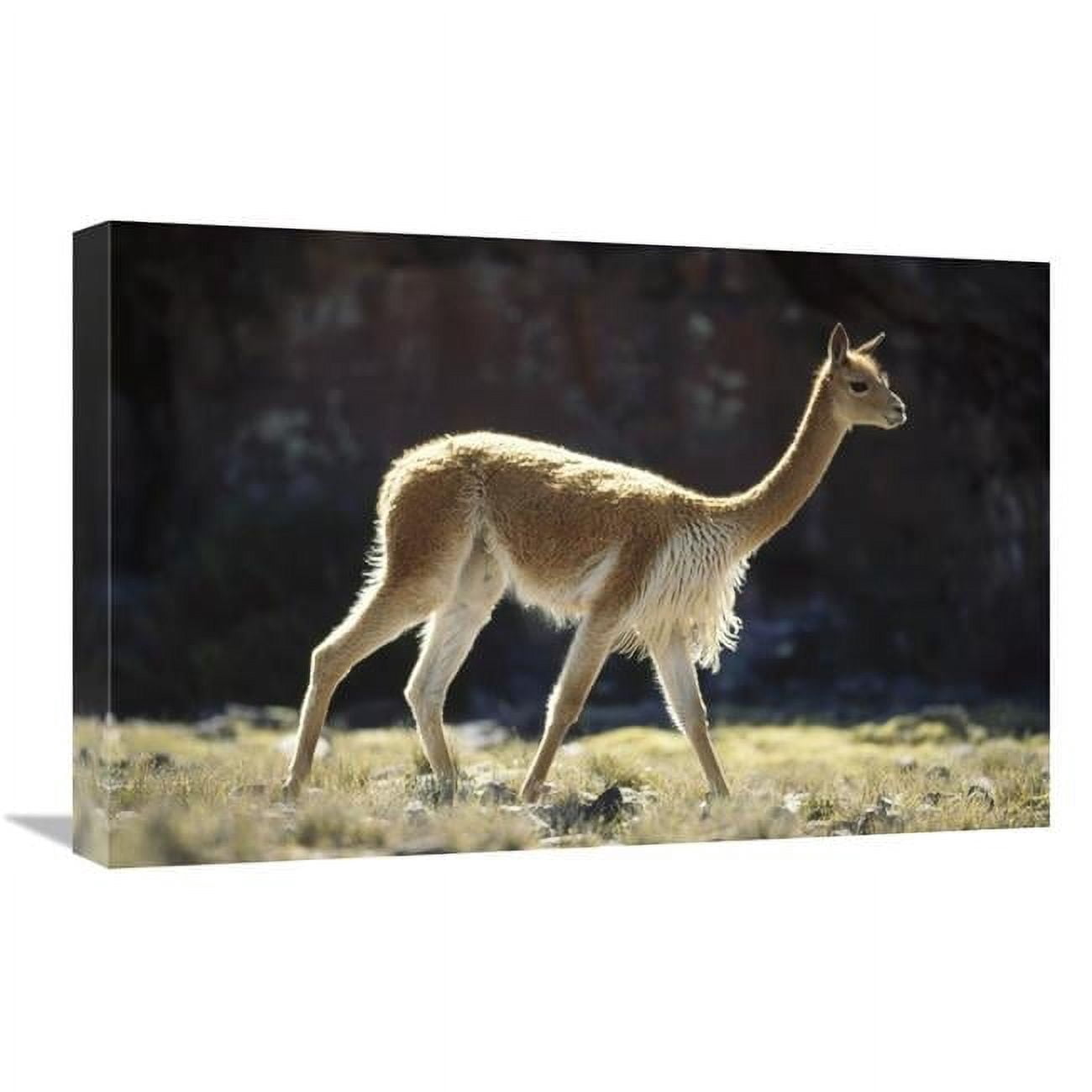 Global Gallery Vicuna Male on Lookout for Rivals - Pampa Galeras Nature ...