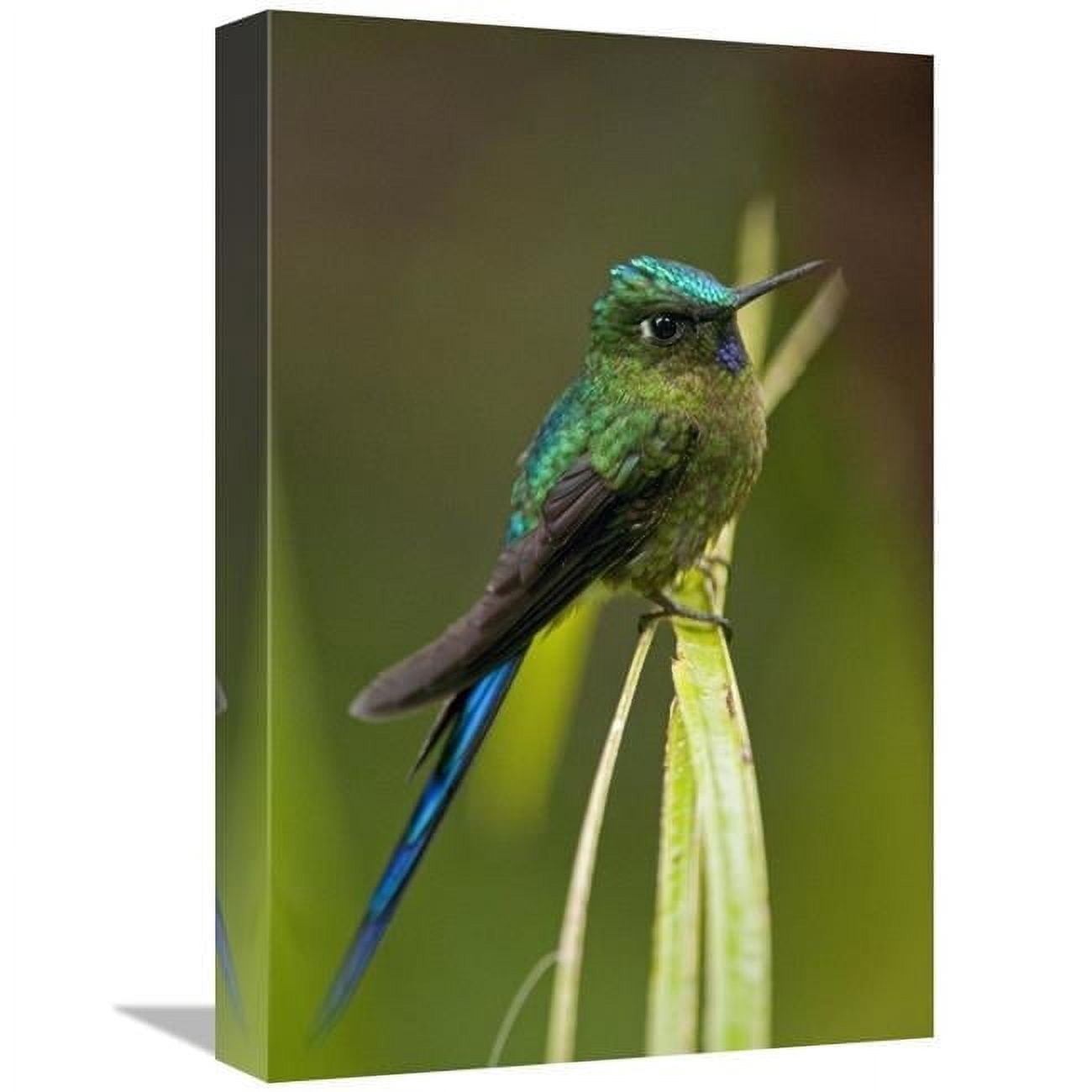 Global Gallery Violet-Tailed Sylph Male - Ecuador Art Print - Murray ...