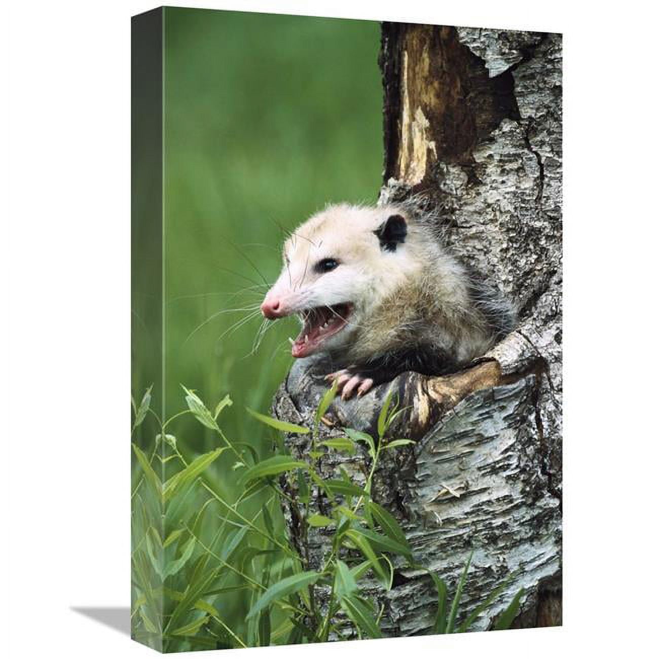 Global Gallery Virginia Opossum Female Hissing From Tree Cavity - North ...