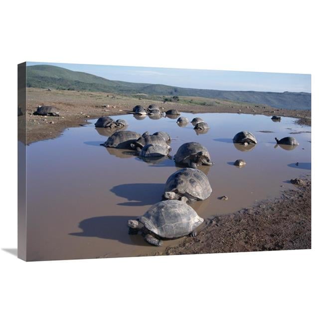 Global Gallery Volcan Alcedo Giant Tortoise Wallowing - Alcedo Volcano ...
