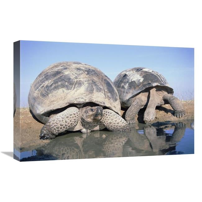 Global Gallery Volcan Alcedo Giant Tortoises Pair - Alcedo Volcano - Galapagos Islands - Ecuador ...