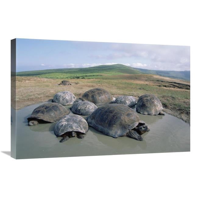 Global Gallery Volcan Alcedo Giant Tortoises Wallowing - Alcedo Volcano ...