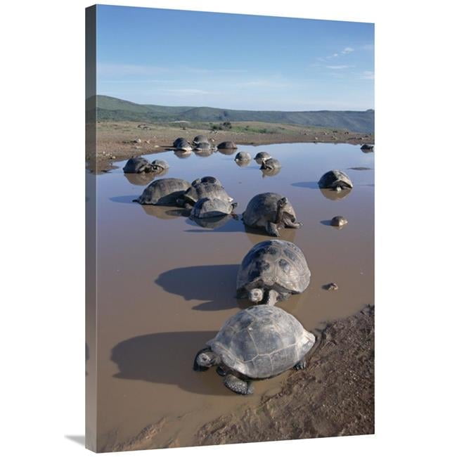 Global Gallery Volcan Alcedo Giant Tortoises Wallowing - Alcedo Volcano ...