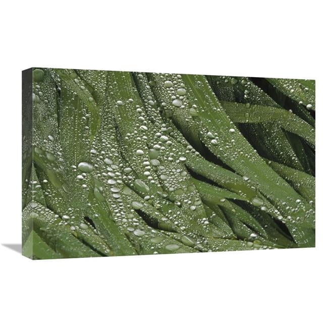 Global Gallery Water Droplets on Iris Leaves - North America Art Print ...