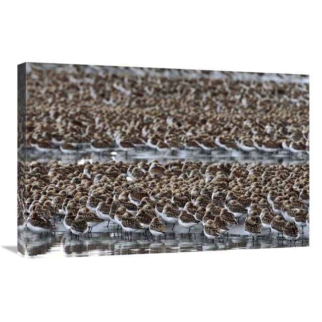 Global Gallery Western Sandpiper Flock Resting During Migration Stop ...