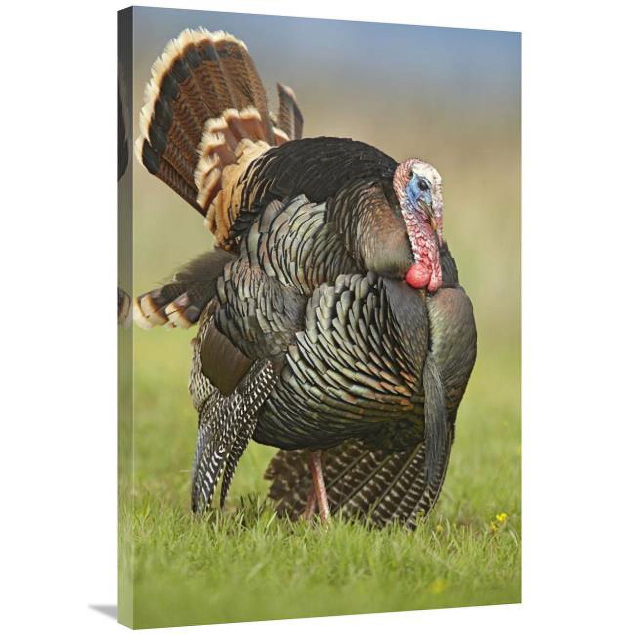 Global Gallery Wild Turkey Male in Cortship Display - Palo Duro Canyon ...