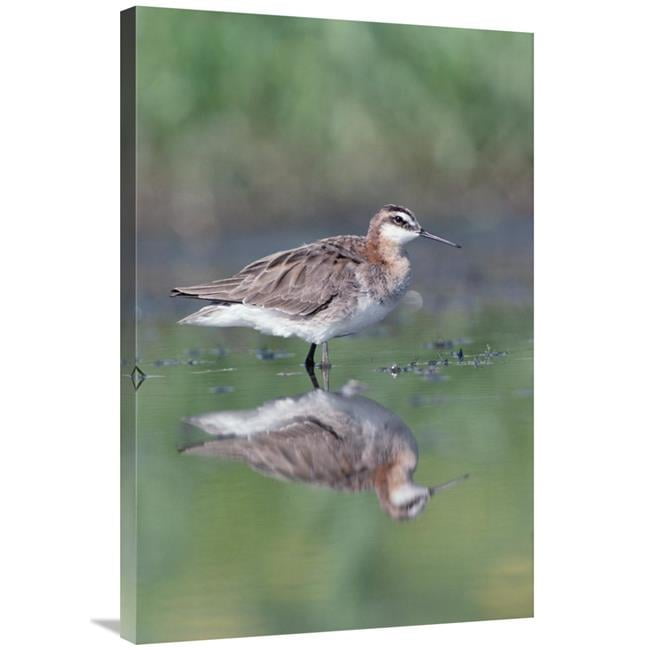 Global Gallery Wilsons Phalarope Adult with Reflection - North America Art Print - Tim ...