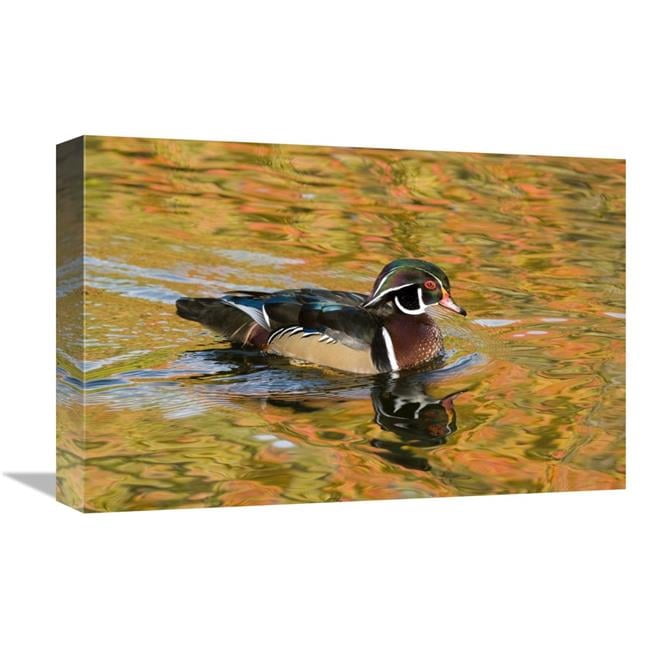 Global Gallery Wood Duck Male in Breeding Plumage - North Chagrin ...