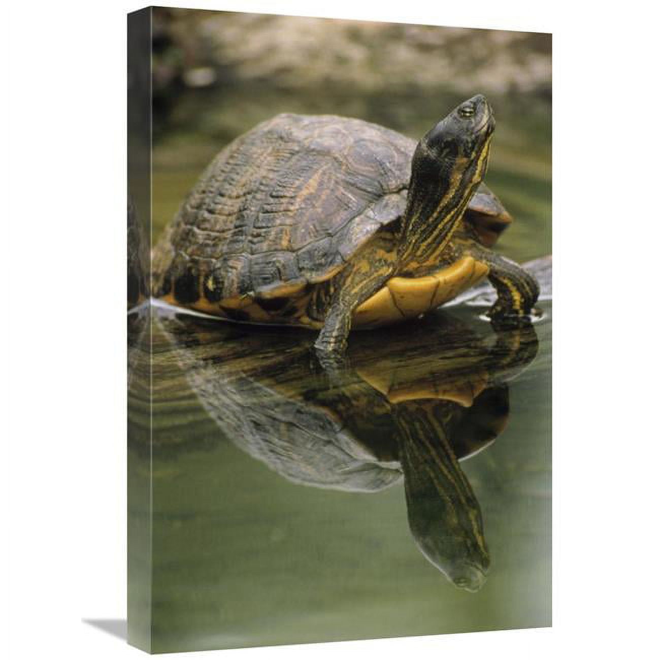 Global Gallery Yellow-Bellied Slider Turtle - Portrait - in Water ...
