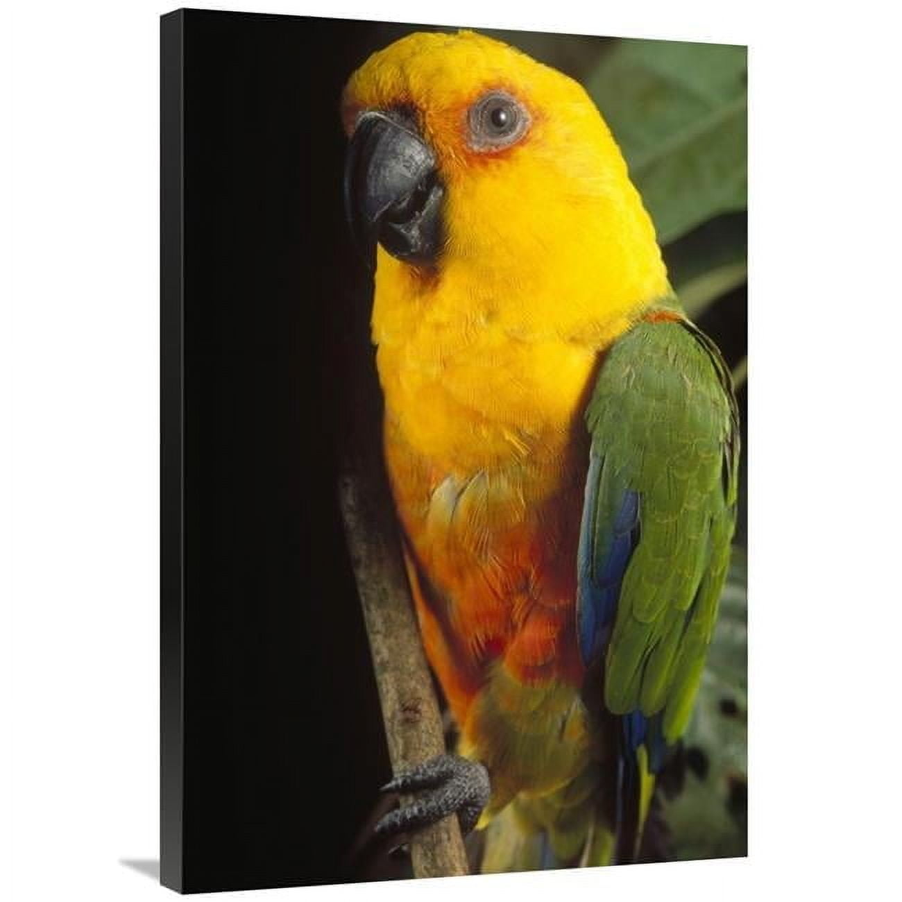 Global Gallery Yellow-Faced Parrot Portrait - Threatened - Southern ...