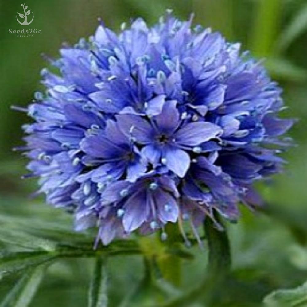 Globe Gilia Seeds, Gilia capitata, Pack NSD3 of 5000 Seeds by Seeds2Go ...