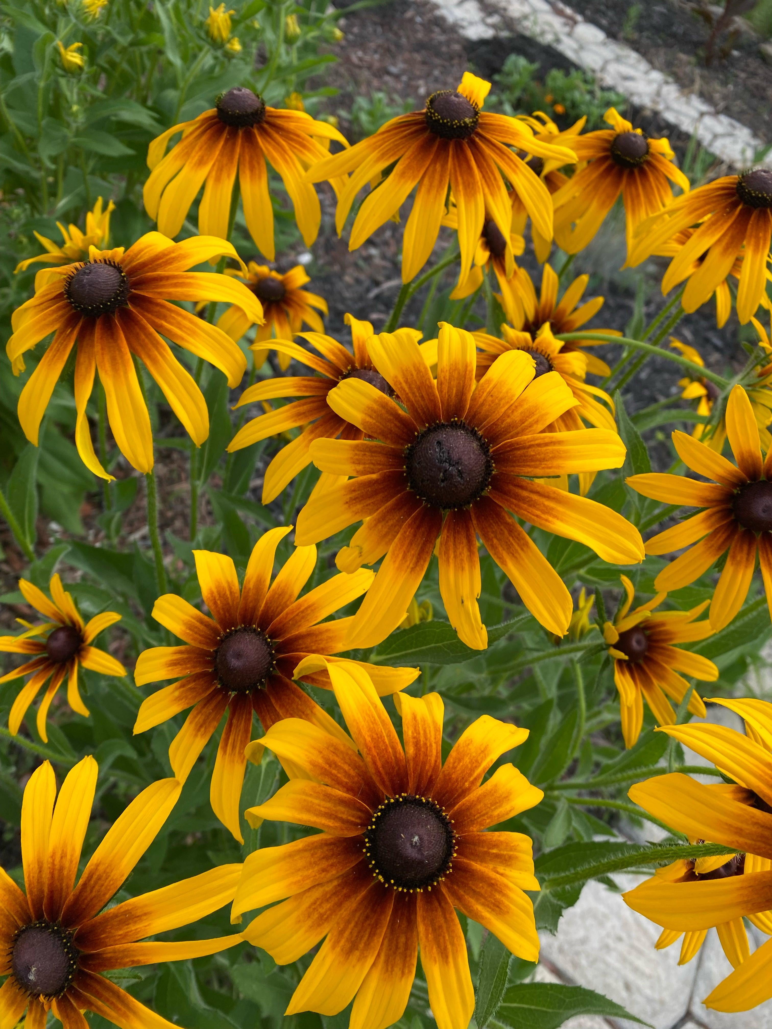 Gloriosa Daisy Rudbeckia Seed Pack-100 Count - Walmart.com