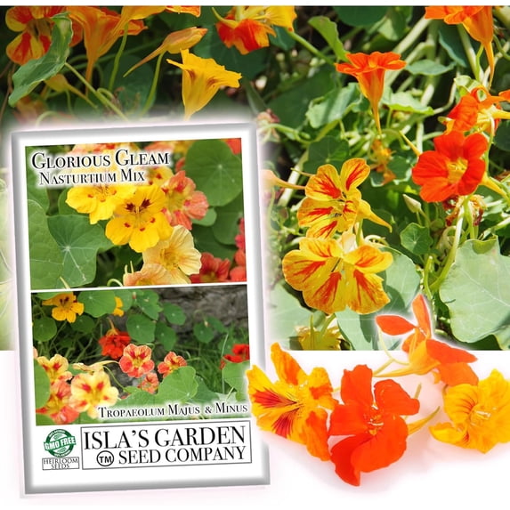 Glorious Gleam Mix Nasturtium Flower Seeds for Planting, 50+ Seeds Per ...