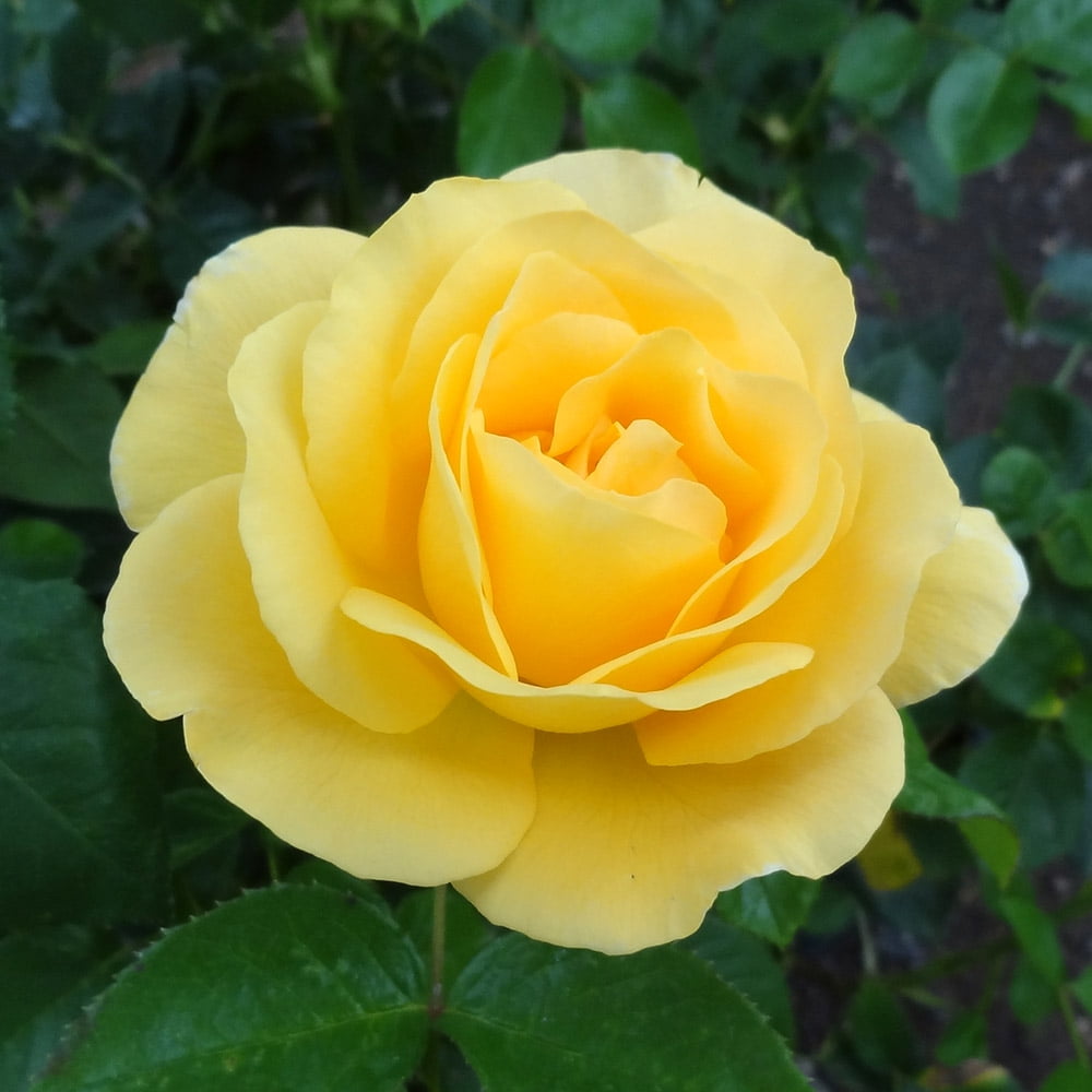 Heirloom Roses 16'' Yellow Rose Live Plant, Lightly Fragrant - Walmart.com