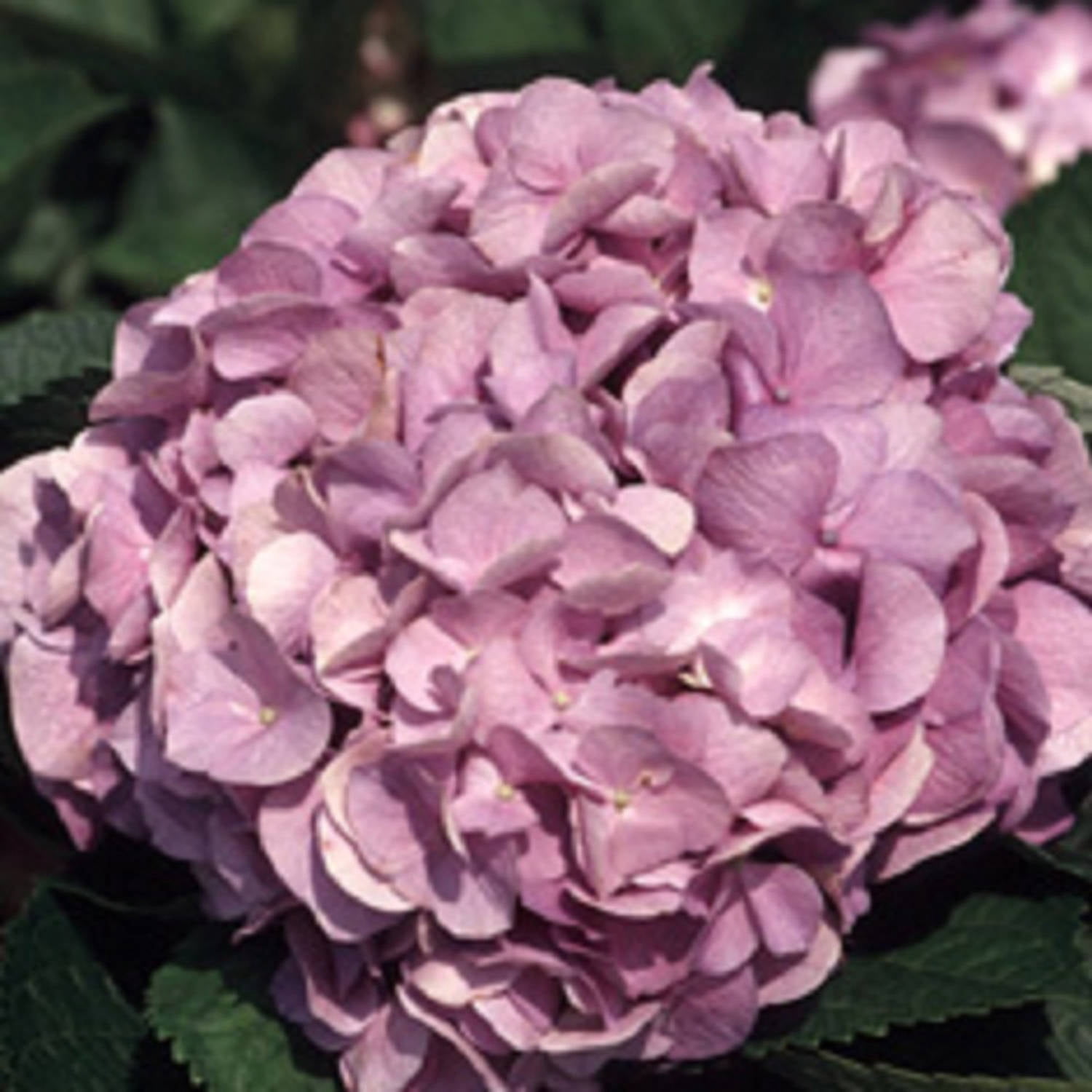 Expert Gardener Glory Blue Hydrangea (1 Gallon) With pale lilac-blue ...