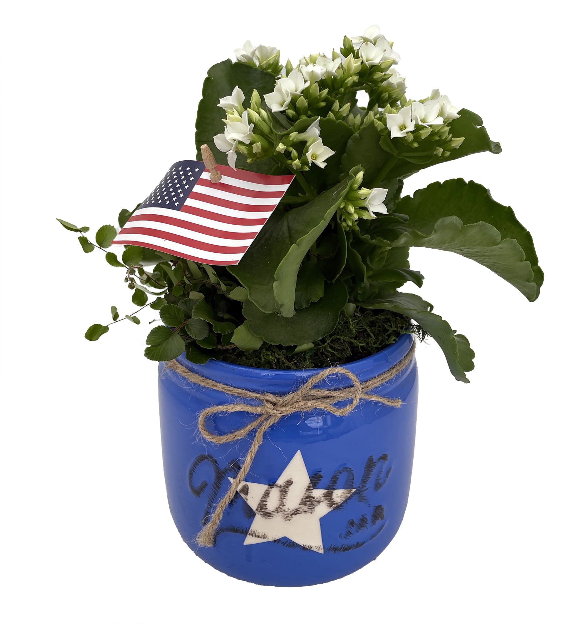 Glory Blue Mason Jar Ceramic Planter with Live Kalanchoe and Fern ...