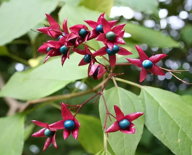 Glory Bower Tree Seeds for Planting - 10 Seeds - Walmart.com
