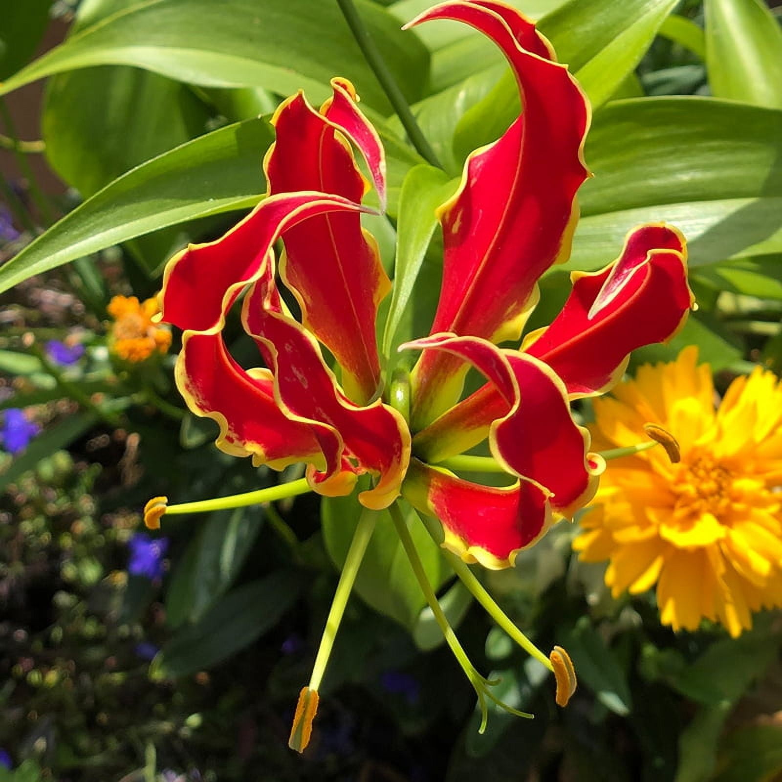 Glory Lily Bulb - Attracts Butterflies and Hummingbirds - Grows Well In ...