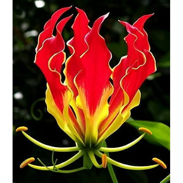 Glory Lily Bulbs for Planting - Gloriosa Plantii - Rare Lily Plants to ...