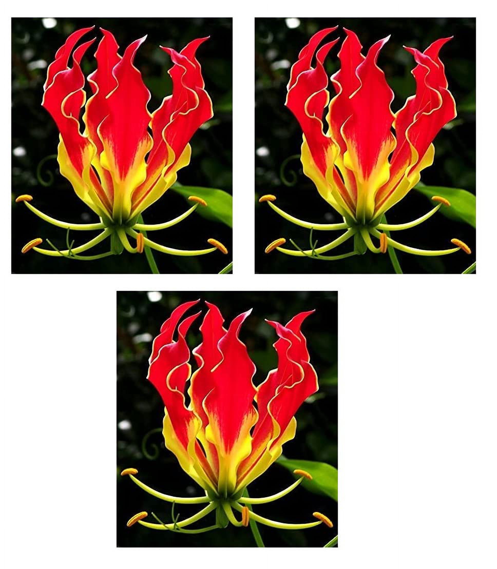 Glory Lily Bulbs for Planting - Gloriosa Plantii - Rare Lily Plants to ...