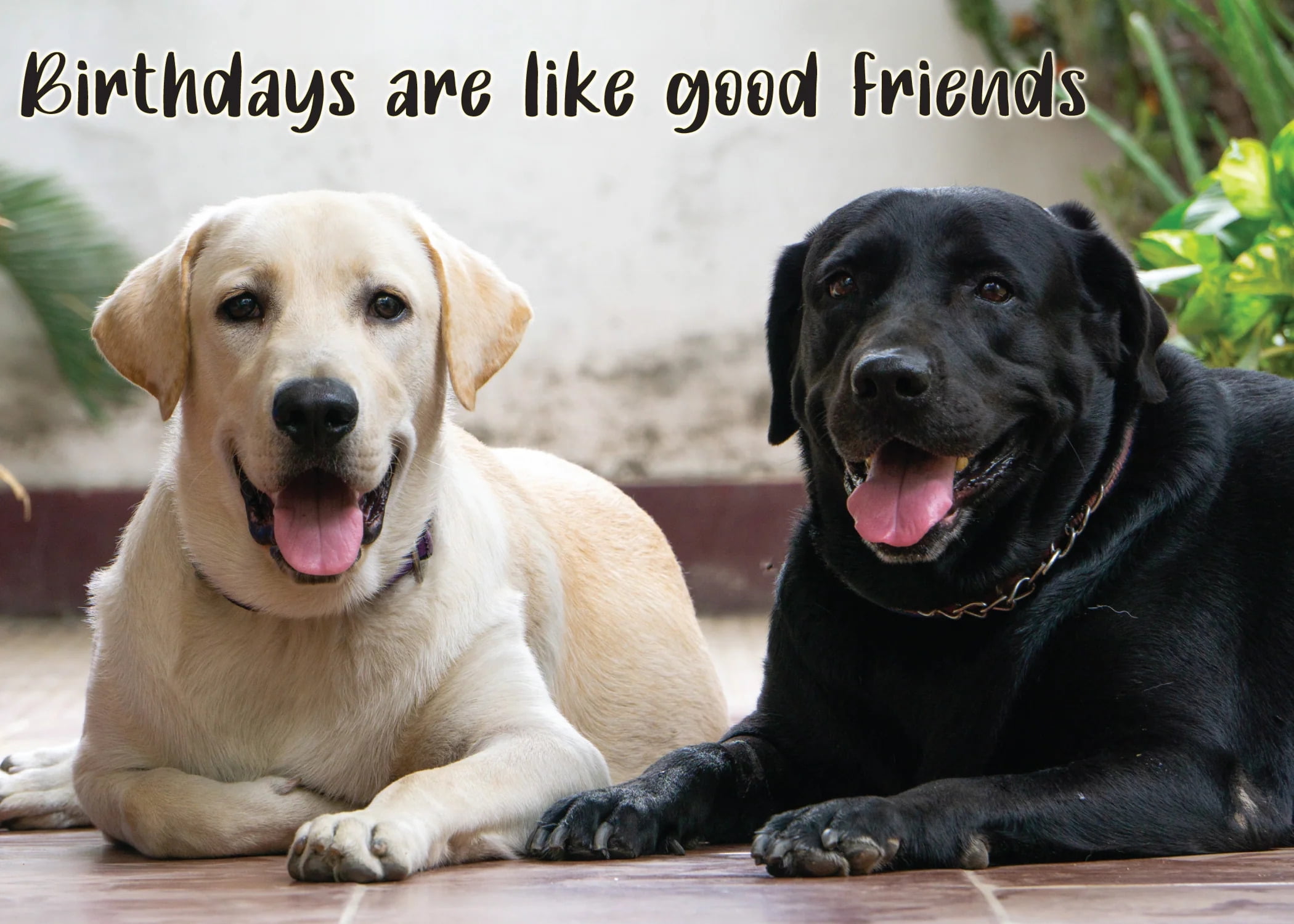 Glory To Dog Glory To Dog Birthdays Are Like Good Friends Labrador ...